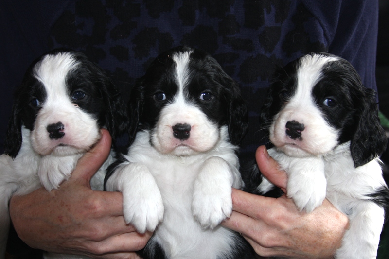 Top quality English Springer Spaniels | Bred in Montana - Little Flower ...