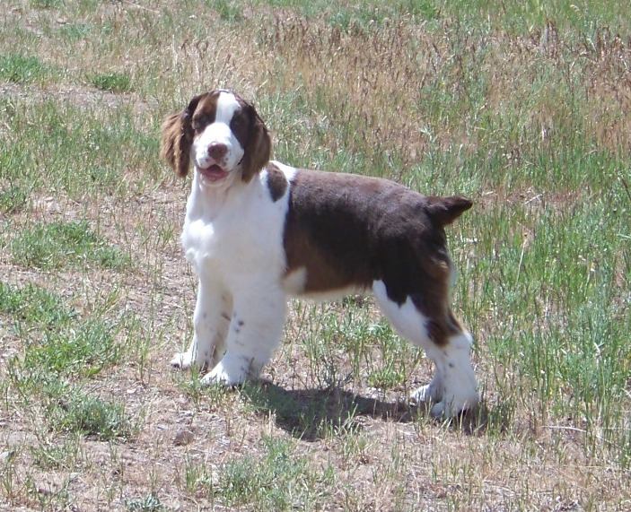 Paris - Little Flower Springer Spaniels