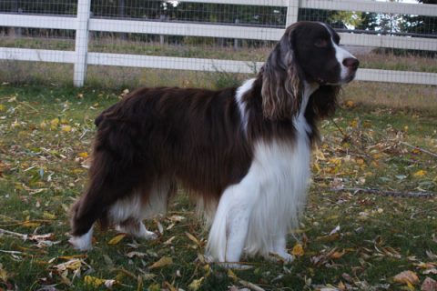 Winston - Little Flower Springer Spaniels