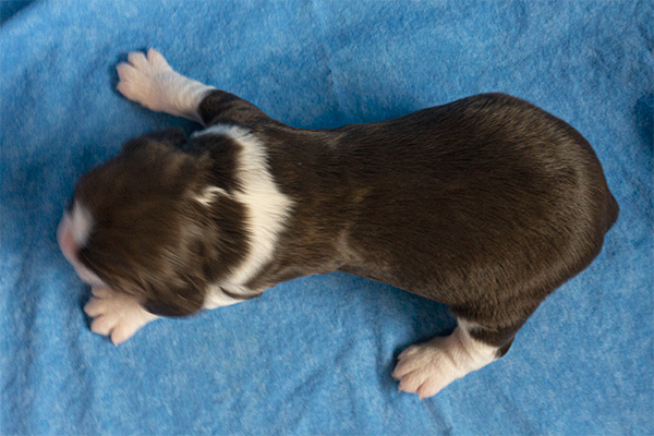 Holly Sam puppies - Little Flower Springer Spaniels