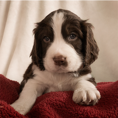 Chocolate Springer Spaniel