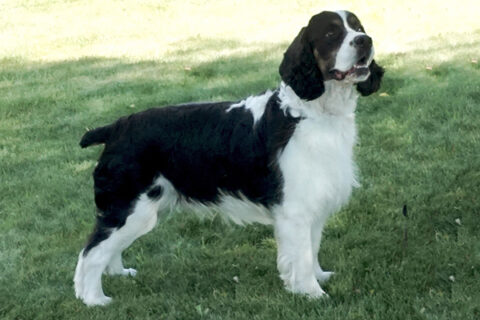 Nova and Sam - Little Flower Springer Spaniels