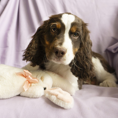 Nova/Sam puppies - Little Flower Springer Spaniels