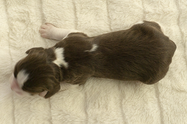 Holly Sam puppies - Little Flower Springer Spaniels