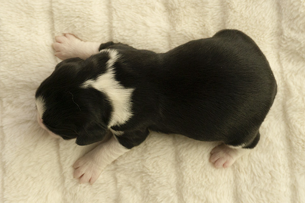 Holly Sam puppies - Little Flower Springer Spaniels