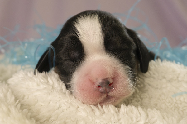 Holly Sam puppies - Little Flower Springer Spaniels