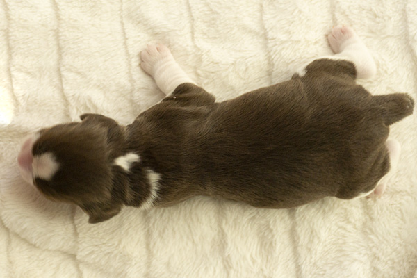 Holly Sam puppies - Little Flower Springer Spaniels