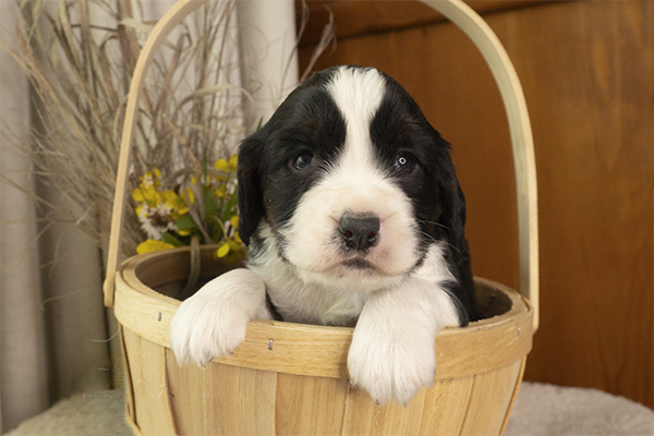 Holly Sam puppies - Little Flower Springer Spaniels