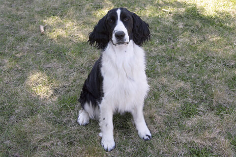 Zelda - Little Flower Springer Spaniels