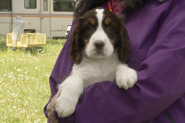 Holly Sam puppies - Little Flower Springer Spaniels