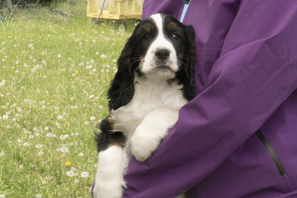 Holly Sam puppies - Little Flower Springer Spaniels