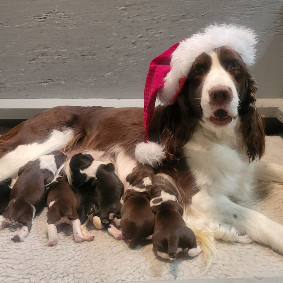 Nova Sam - Little Flower Springer Spaniels